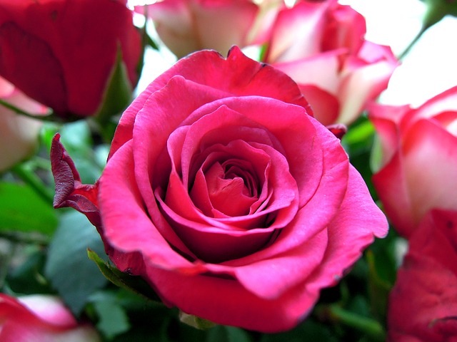 Describing a Rose to a Blind Man – Alex Garcia Topete